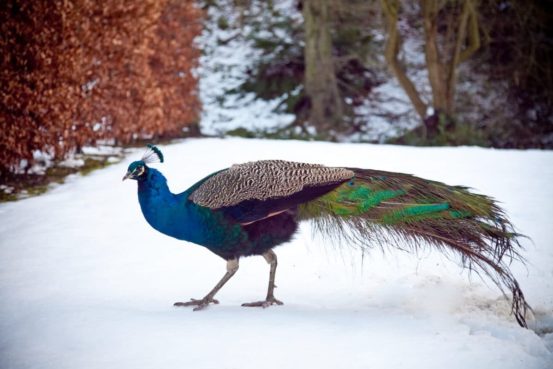Festive Let's Do Lunch - Whitley Hall Hotel